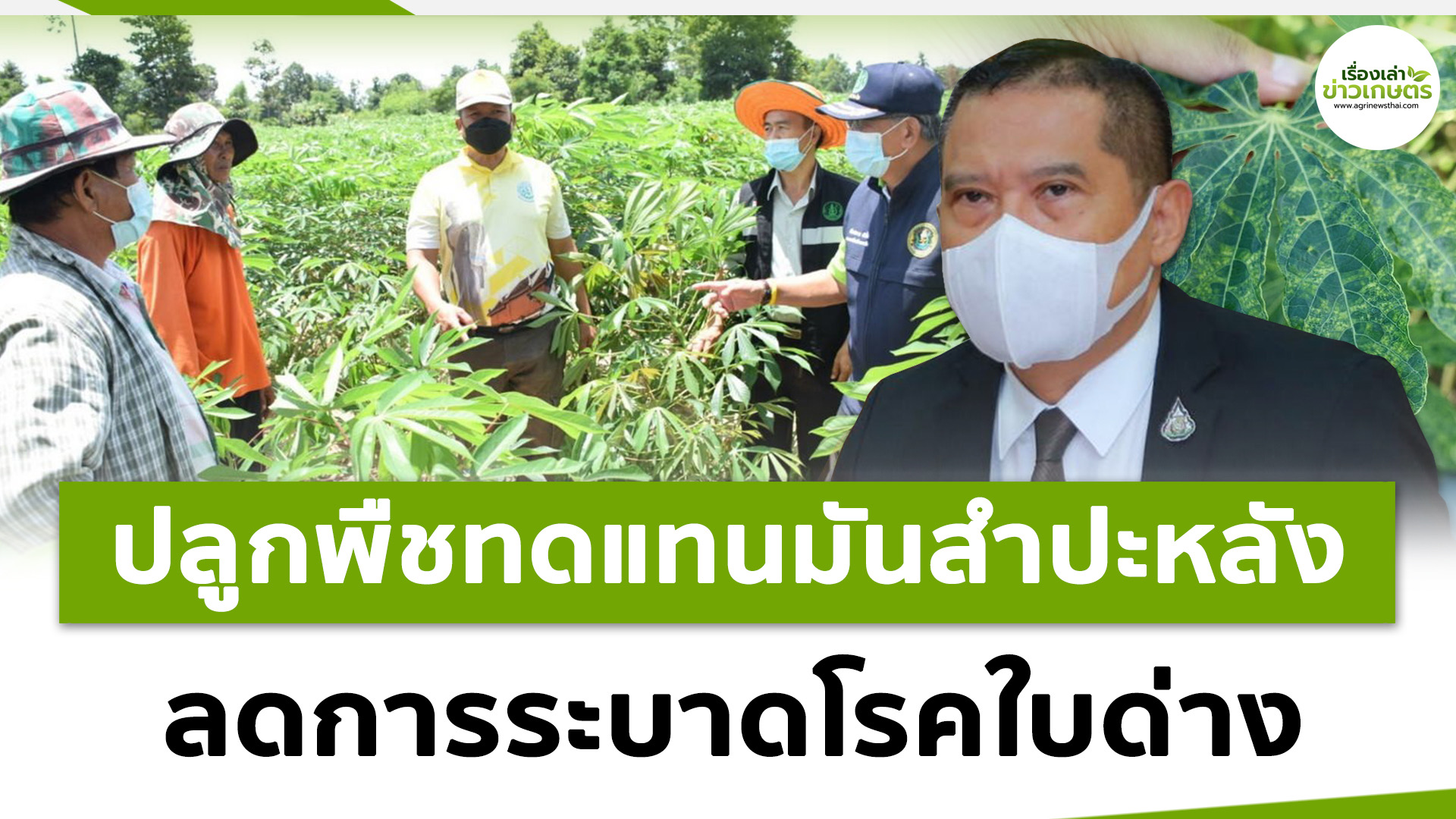 กรมส่งเสริมการเกษตร แนะเกษตรกรปลูกพืชทดแทนมันสำปะหลัง ลดการระบาดโรคใบ