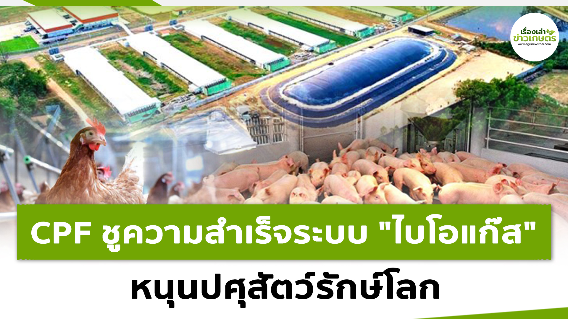CPF โชว์ความสำเร็จระบบไบโอแก๊ส หนุนปศุสัตว์รักษ์โลก ตามแนวทาง BCG Model - เรื่องเล่าข่าวเกษตร