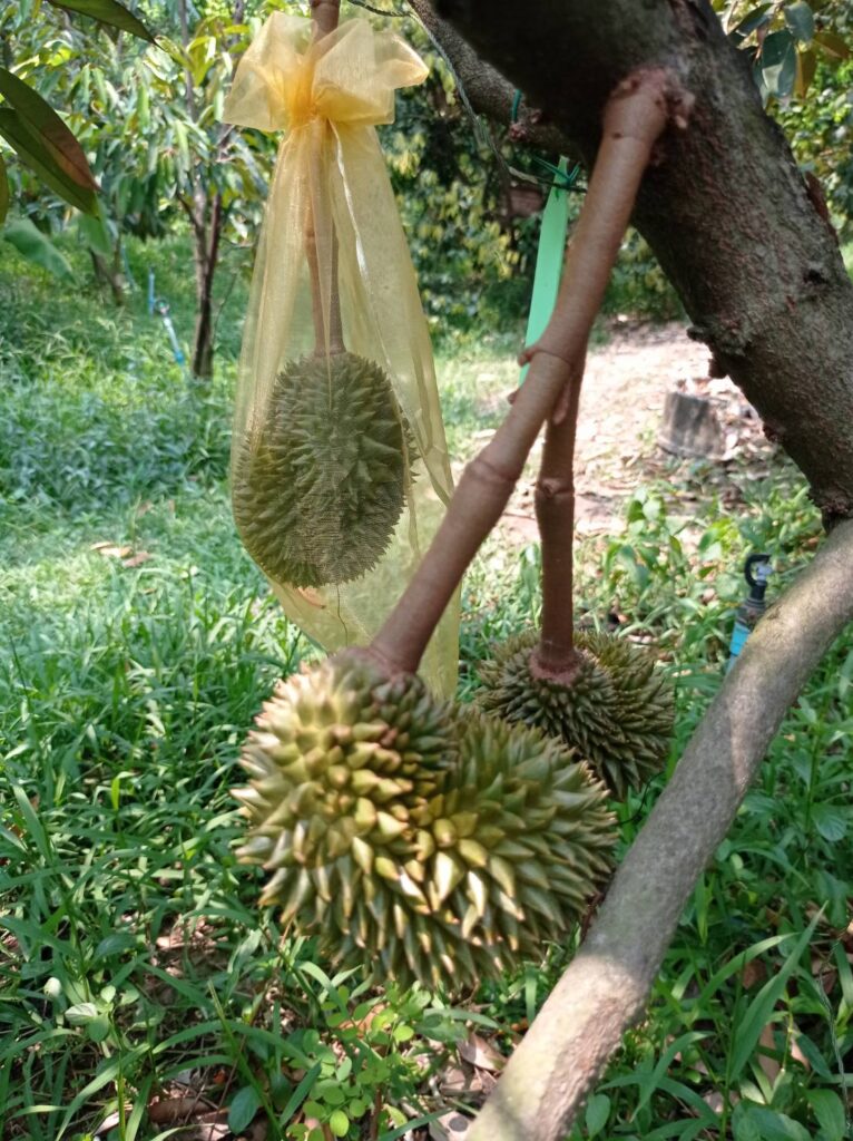 กรมส่งเสริมการเกษตรหนุนชาวสวนทุเรียนใช้ภูมิปัญญา เทคโนโลยีจัดการสวนคว้า