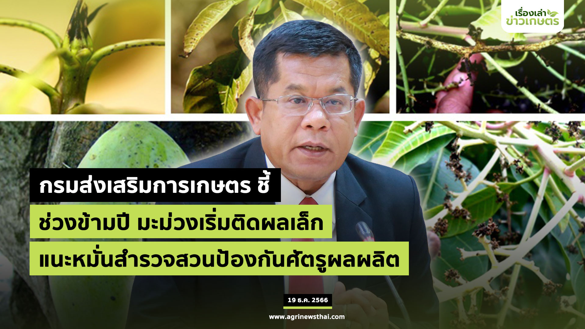กรมส่งเสริมการเกษตร ชี้ช่วงข้ามปี มะม่วงเริ่มติดผลเล็ก แนะหมั่นสำรวจสวน