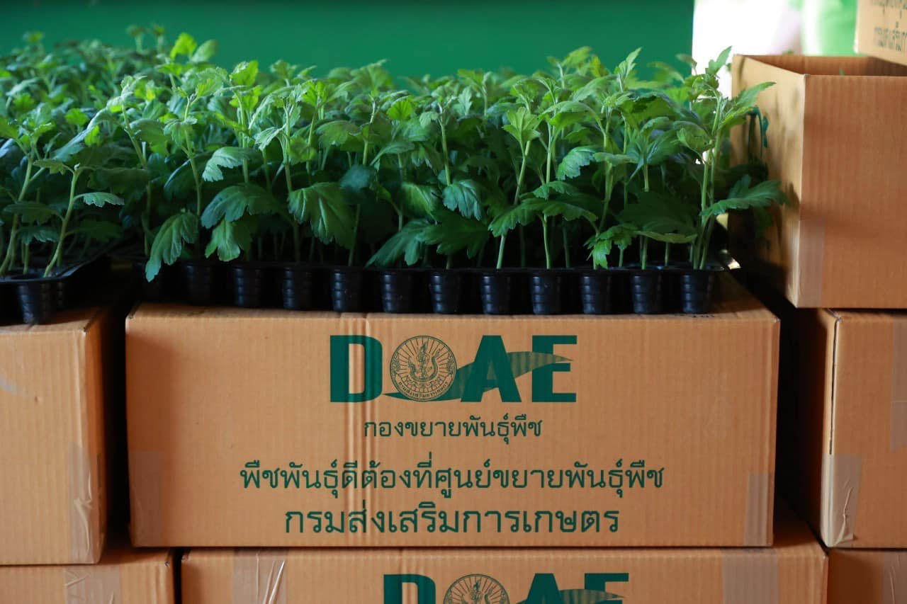 ย้ำ แหล่งจำหน่ายพืชพันธุ์ดี ต้องที่ศูนย์ขยายพันธุ์พืช กรมส่งเสริม ...